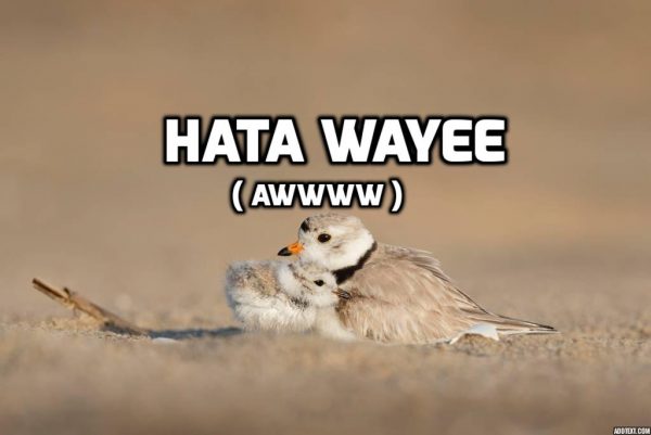 22 Quirky Kashmiri Words You Can Add To Your Vocabulary - Gyawun