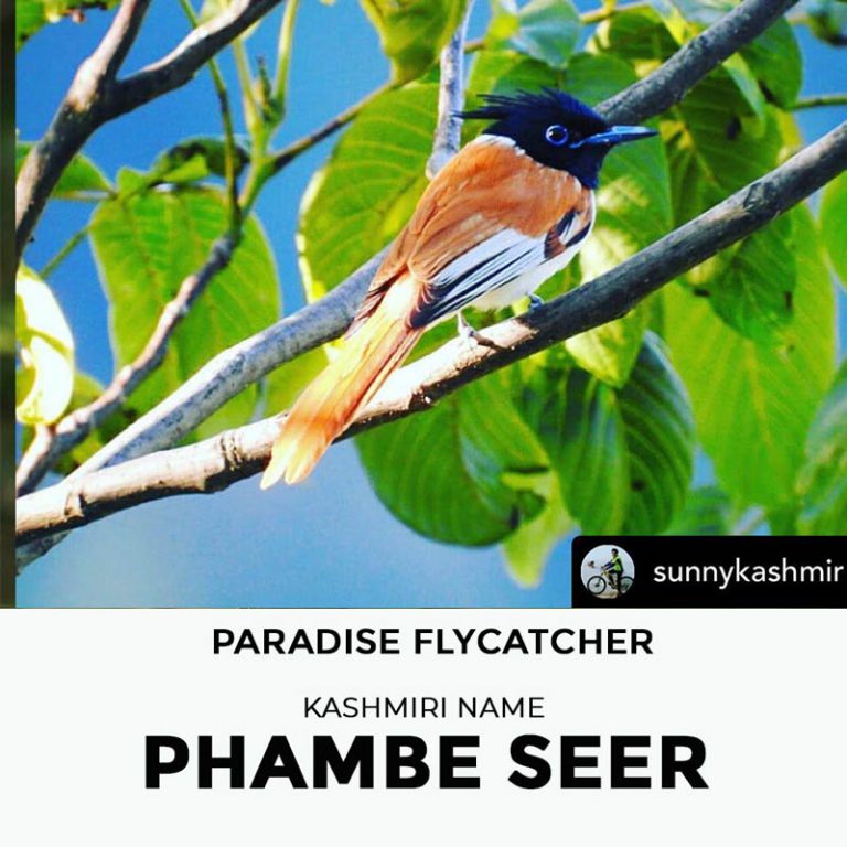 Kashmiri Names of Birds - Gyawun